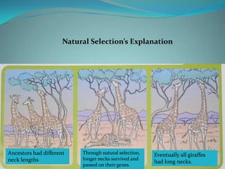 Mutation, Evolution, and Natural Selection | PPTX