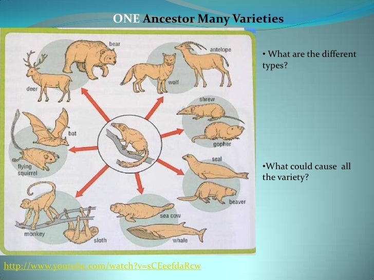 Mutation, Evolution, and Natural Selection