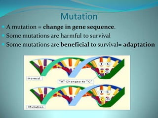 Mutation, evolution, and natural selection cook | PPTX | Genetics | Science