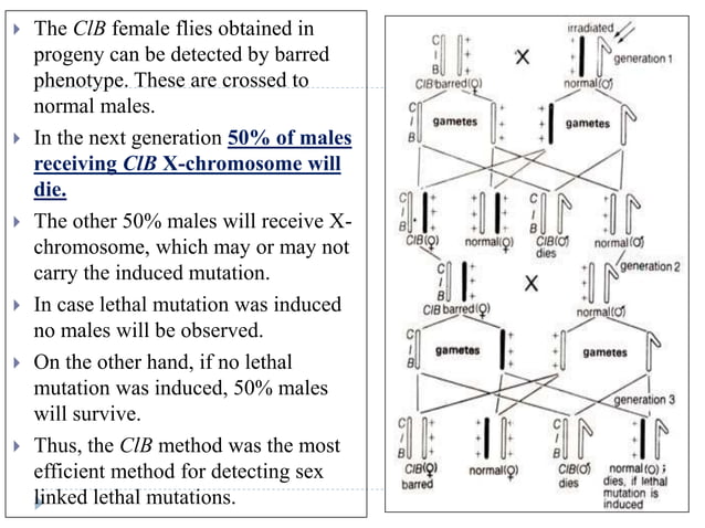 Mutation & its detection | PPTX