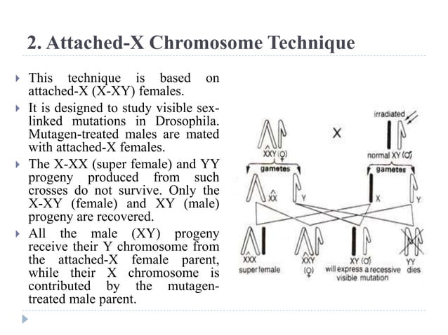 Mutation & its detection | PPTX