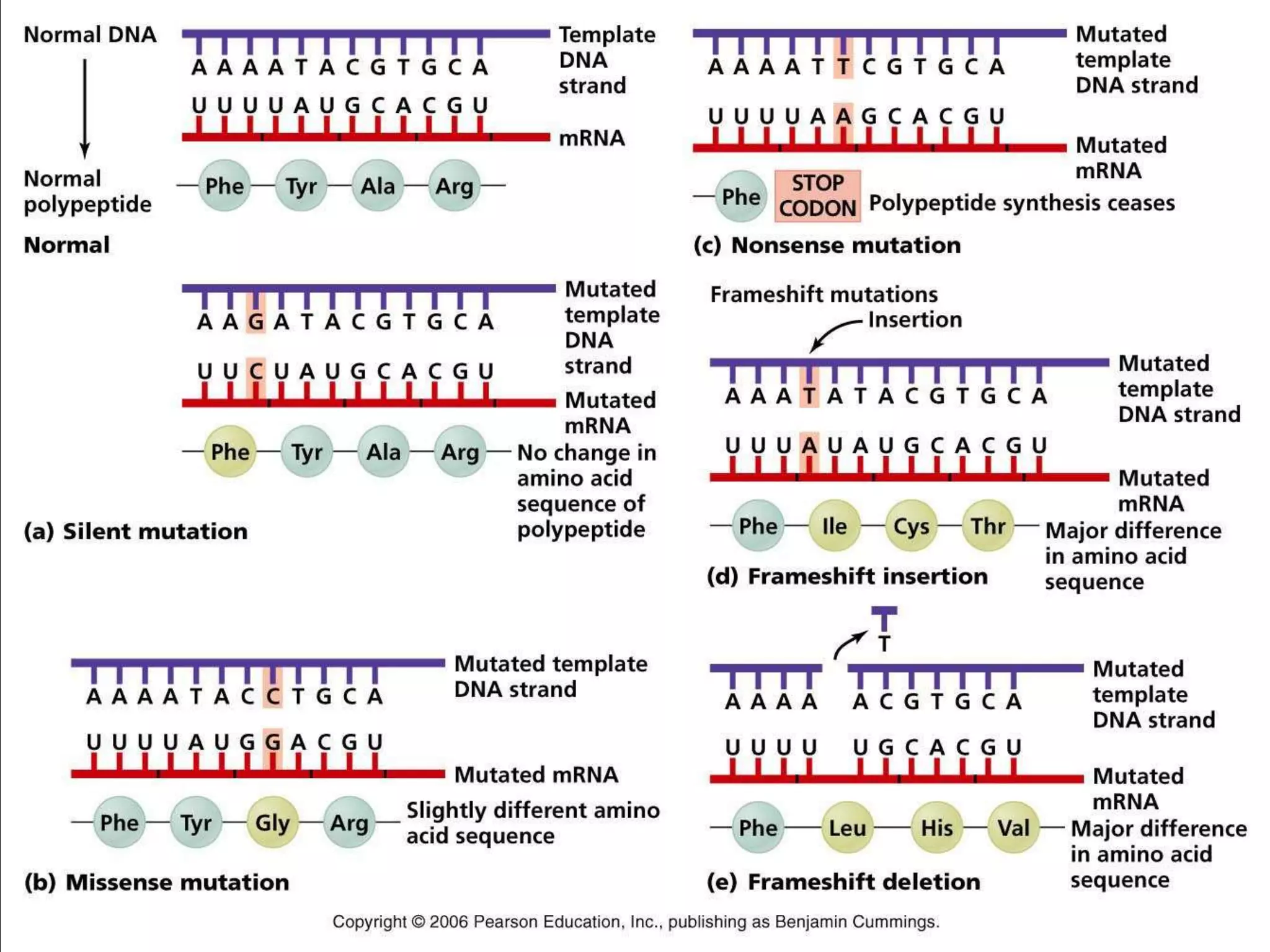 Mutation & its types | PPT