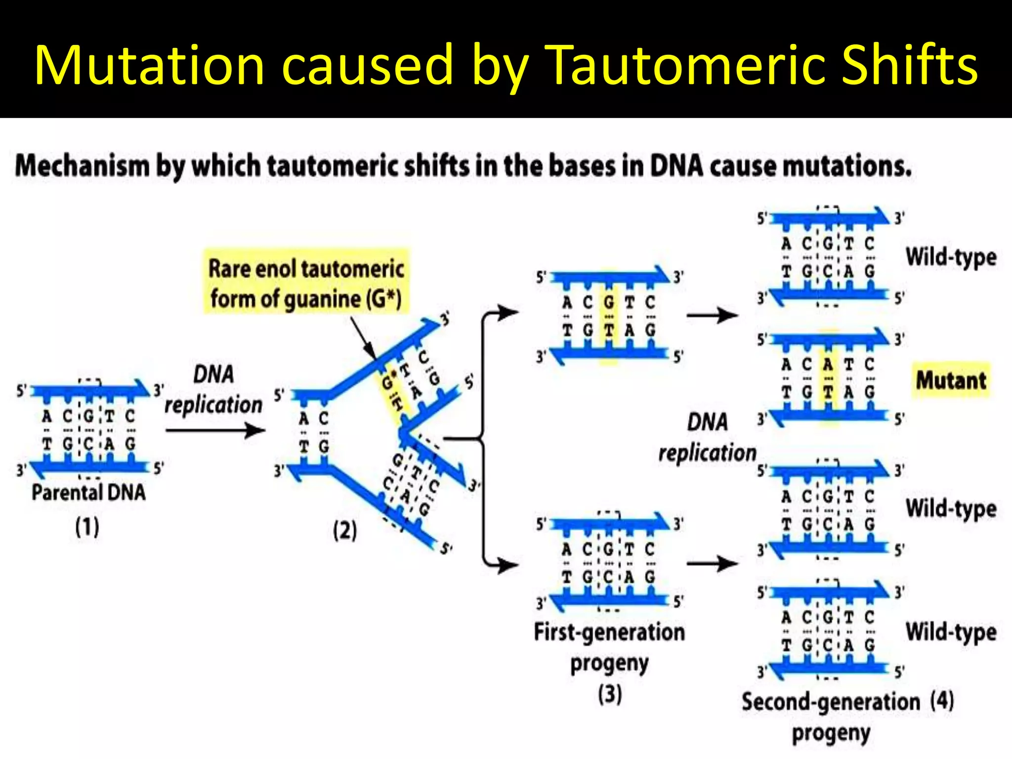 Mutation & its types | PPT