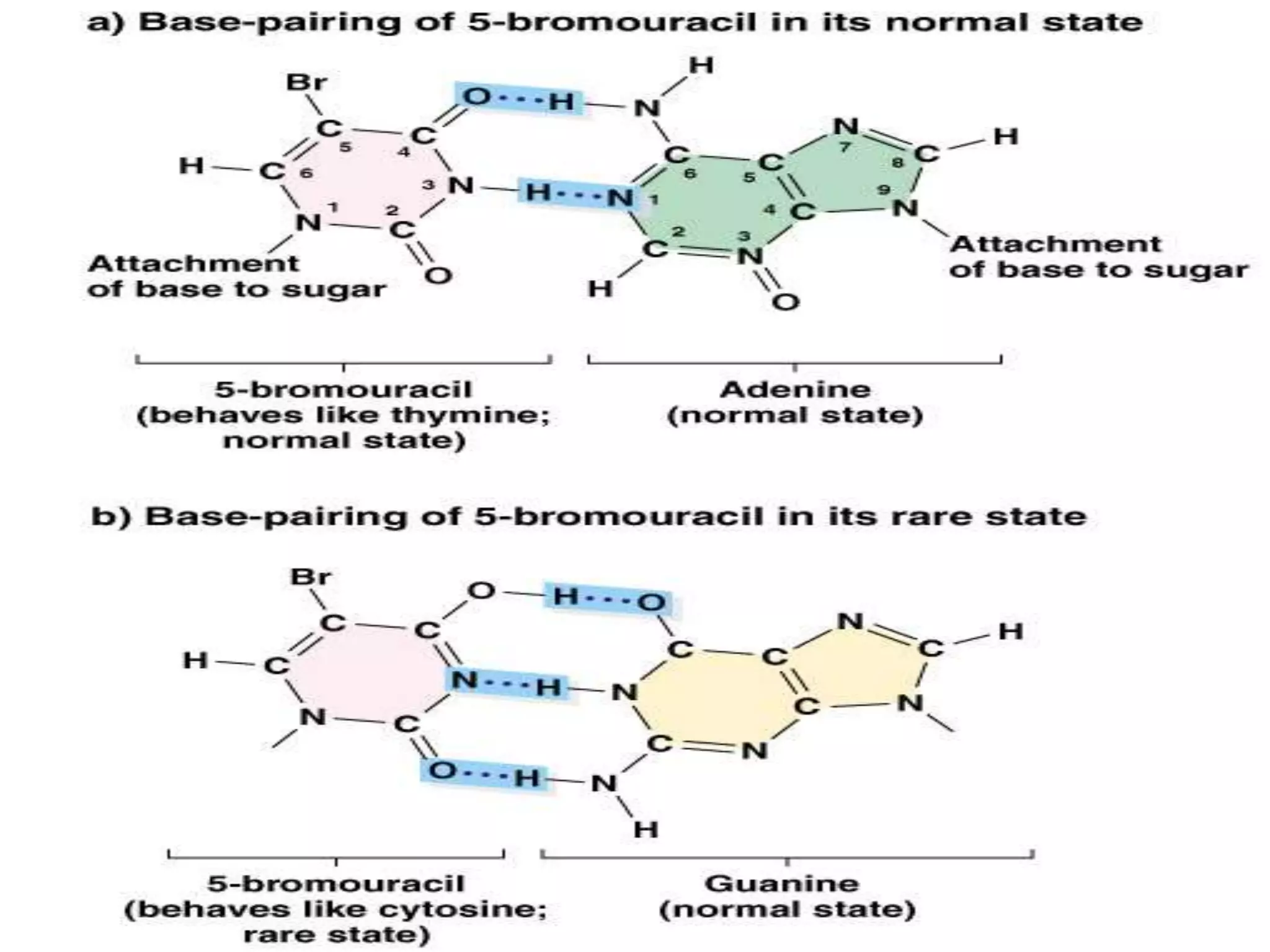 Mutation & its types | PPT