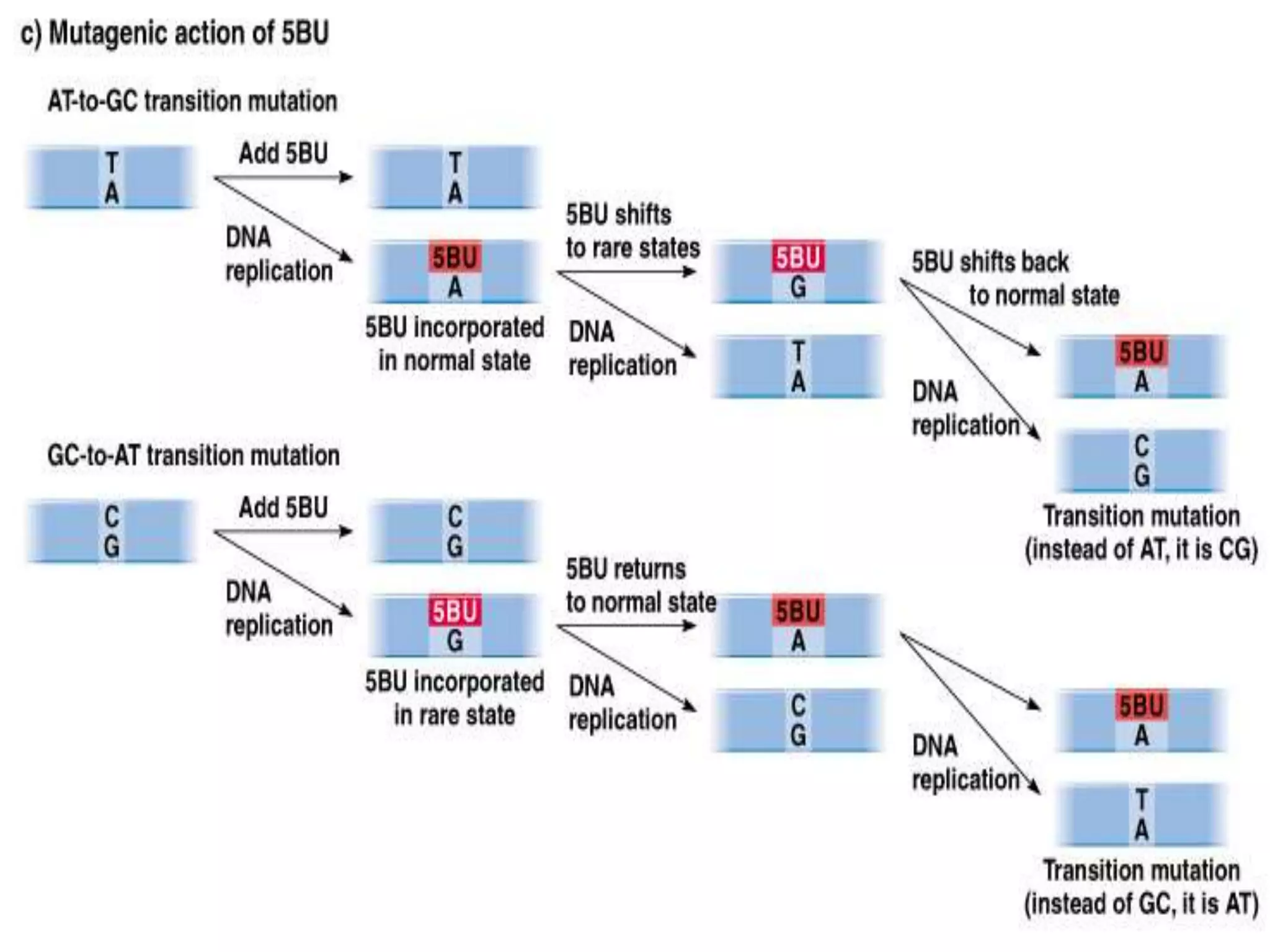 Mutation & its types | PPT