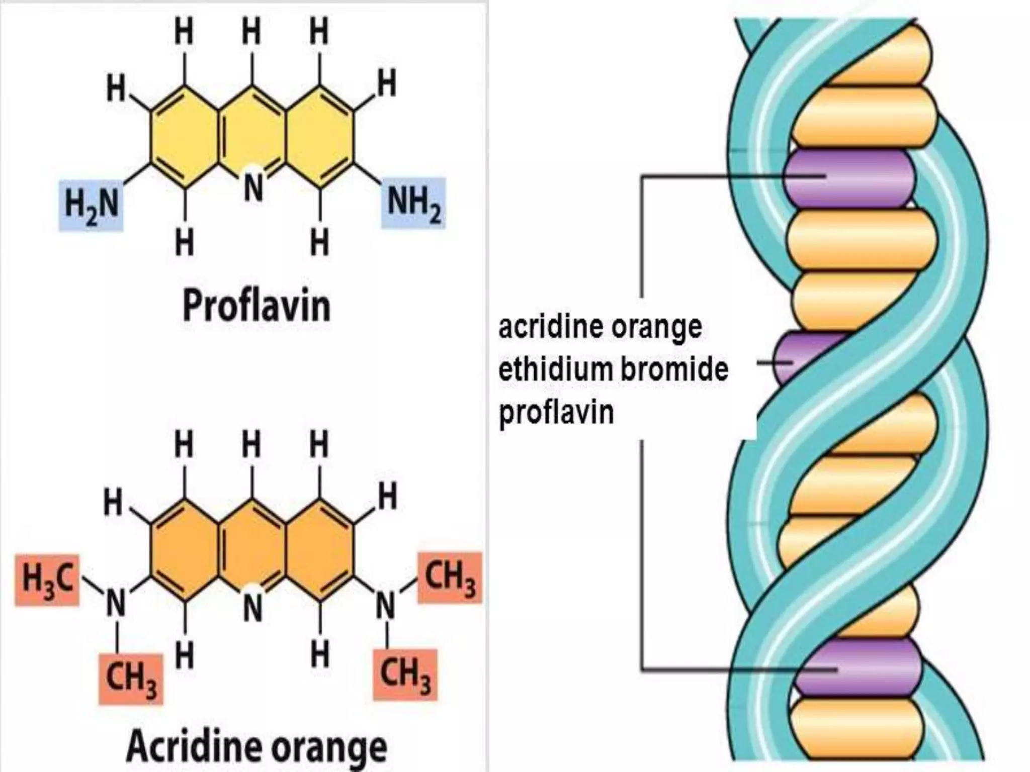 Mutation & its types | PPT