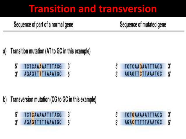 Mutation & its types | PPT | Chemistry | Science