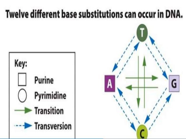 Mutation & its types | PPT | Chemistry | Science