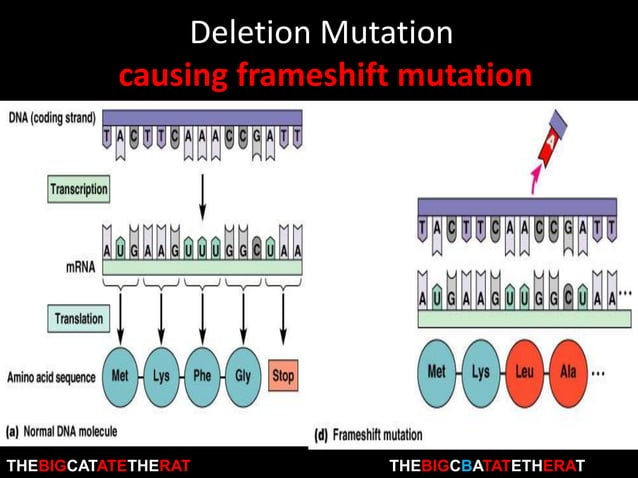 Mutation & its types | PPT | Chemistry | Science