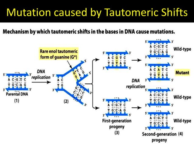Mutation & its types | PPT | Chemistry | Science