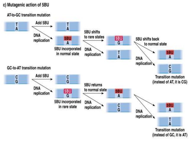 Mutation & its types | PPT | Chemistry | Science