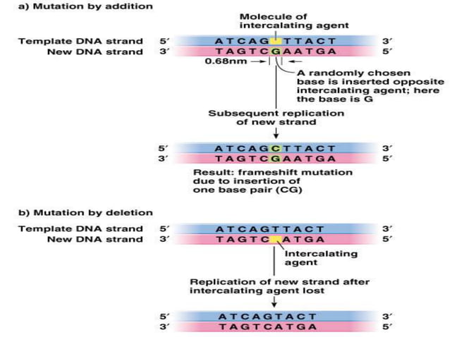 Mutation & its types | PPT | Chemistry | Science