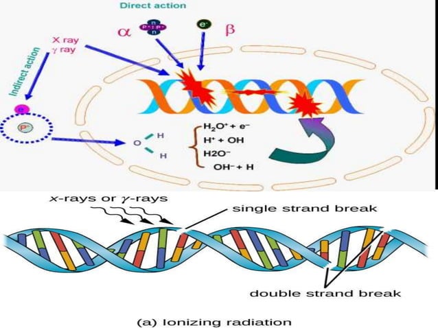 Mutation & its types | PPT | Chemistry | Science
