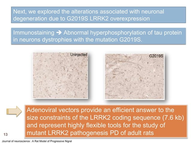 Mutation Lrrk2 Parkinson | PPT