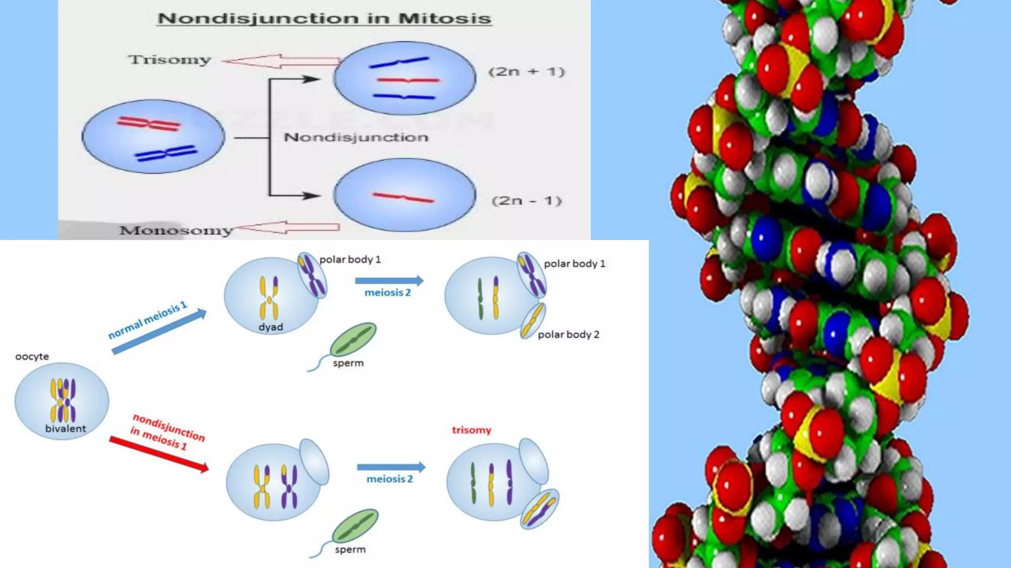 Mutation ppt - all types of mutation - gene mutation chromosome ...