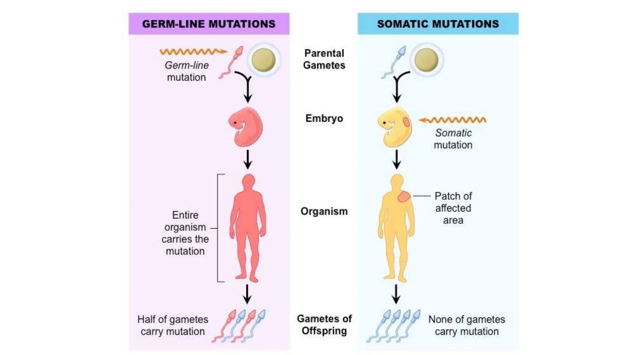 Mutation Repair and DNA Replication.pptx