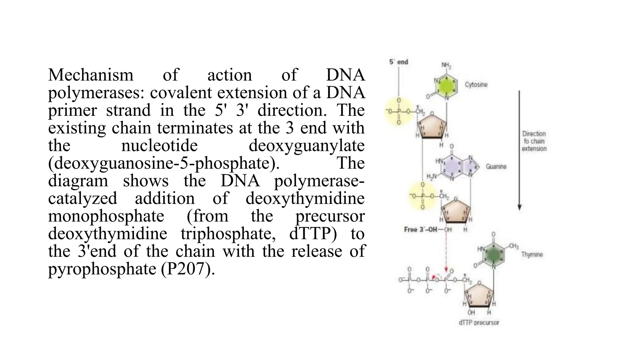 Mutation Repair and DNA Replication.pptx