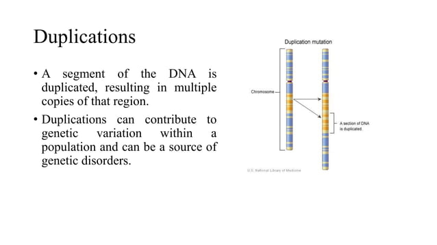 Mutation Repair and DNA Replication.pptx