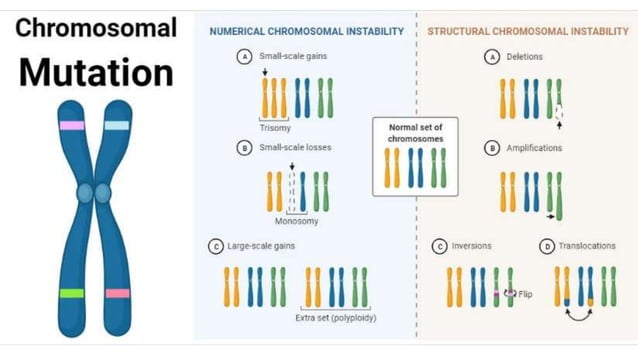 Mutation Repair and DNA Replication.pptx