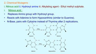 Mutations | PPT | Free Download