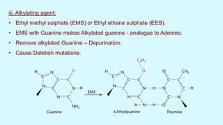 Mutations | PPT | Free Download
