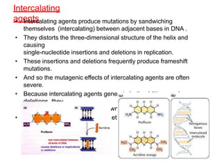 mutations.pptx