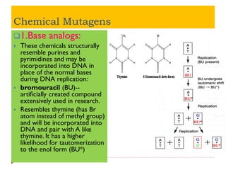 mutations.pdf