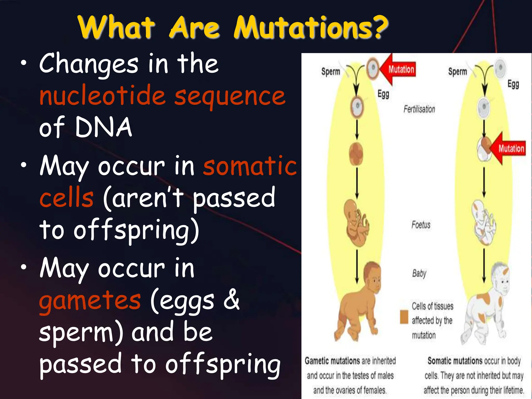 Mutation - Types Chromosomal and gene mutation | PPT