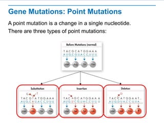 Mutations.pptmmmmmmmmmmmmmmmmmmmmmmmmmmmmm | PPT
