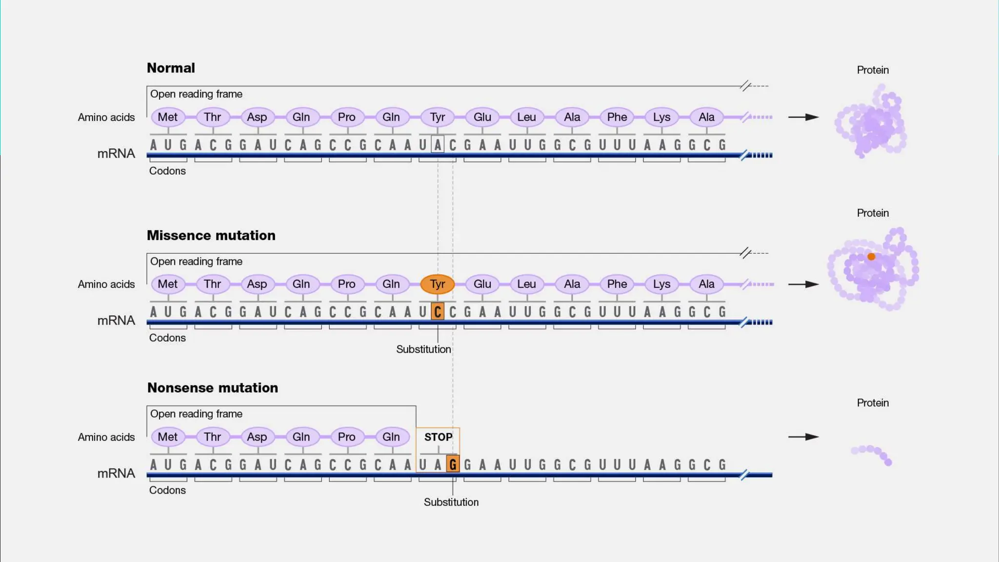Science Mutations That Occur In Sex Cells Pptx Infertility