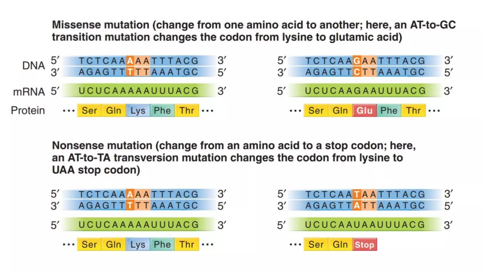 Nature and types of (DNA) mutations | PPTX