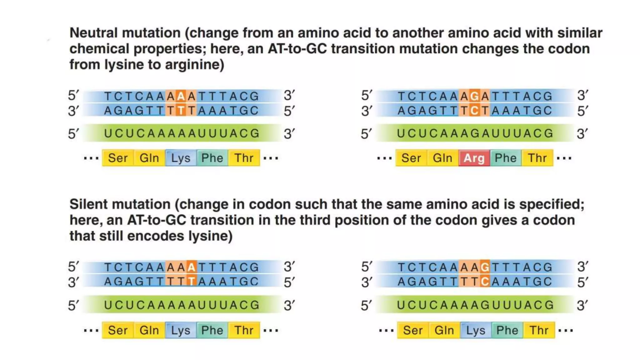 Nature and types of (DNA) mutations | PPTX