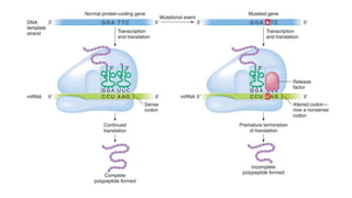 Nature and types of (DNA) mutations | PPTX
