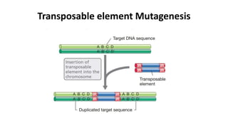 Nature and types of (DNA) mutations | PPTX