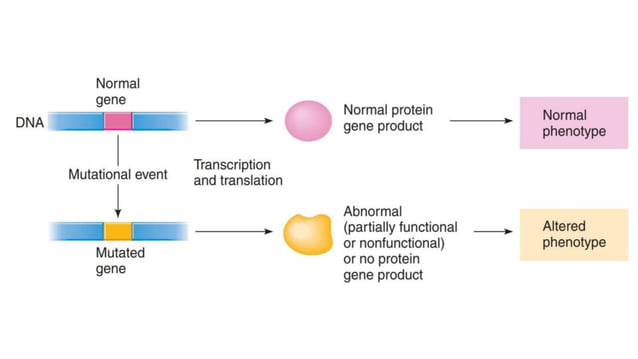 Nature and types of (DNA) mutations | PPT