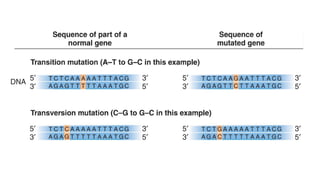 Nature and types of (DNA) mutations | PPTX