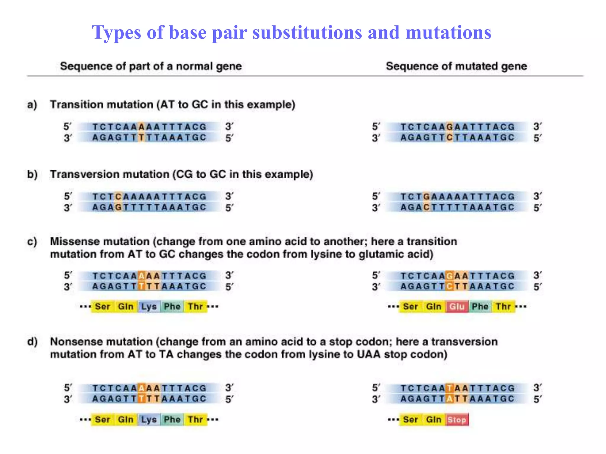 mutations.ppt