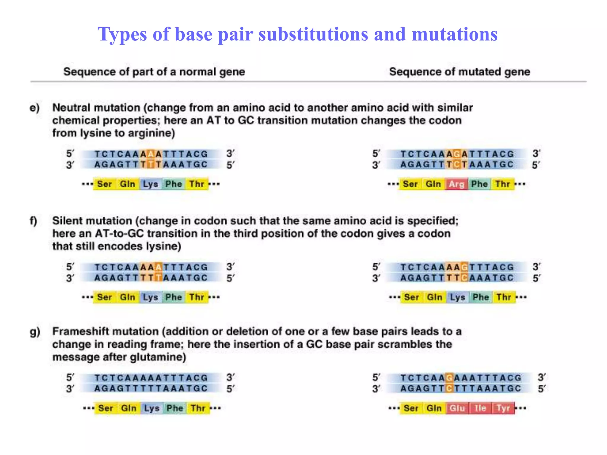 mutations.ppt