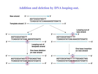 mutations.ppt