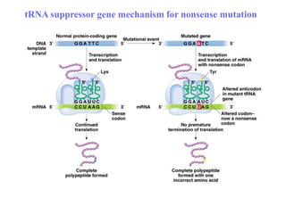 mutations.ppt