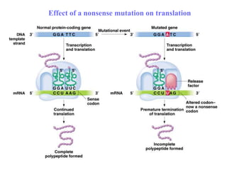 mutations.ppt