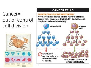 Mutations and Cancer | PPTX