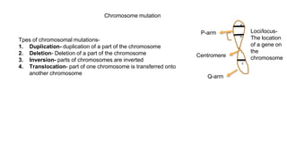 Mutations and disorders | PPTX | Blood Disorders | Diseases and Conditions