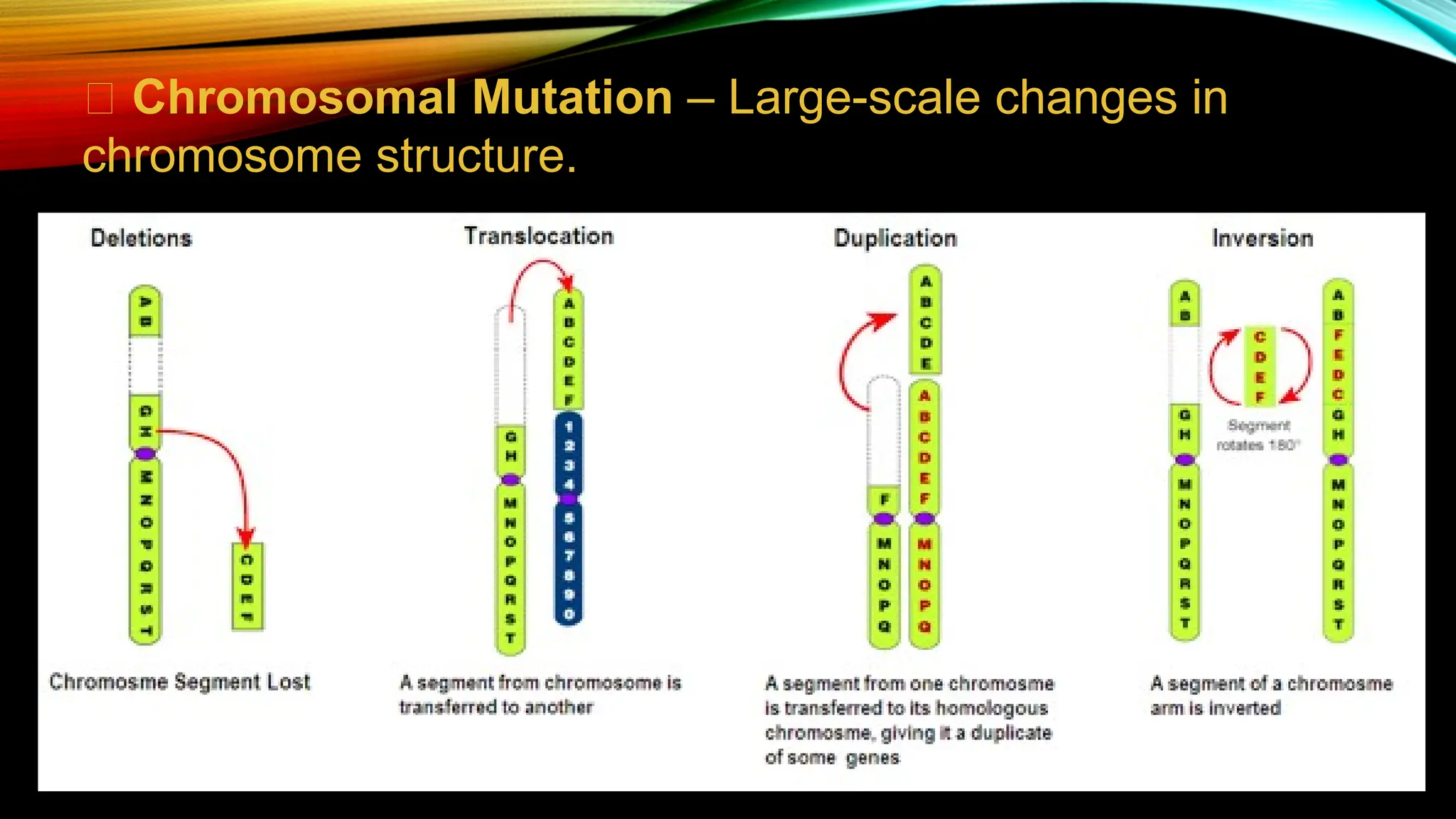 Mutations and disorder a presentation about mutation | PPTX