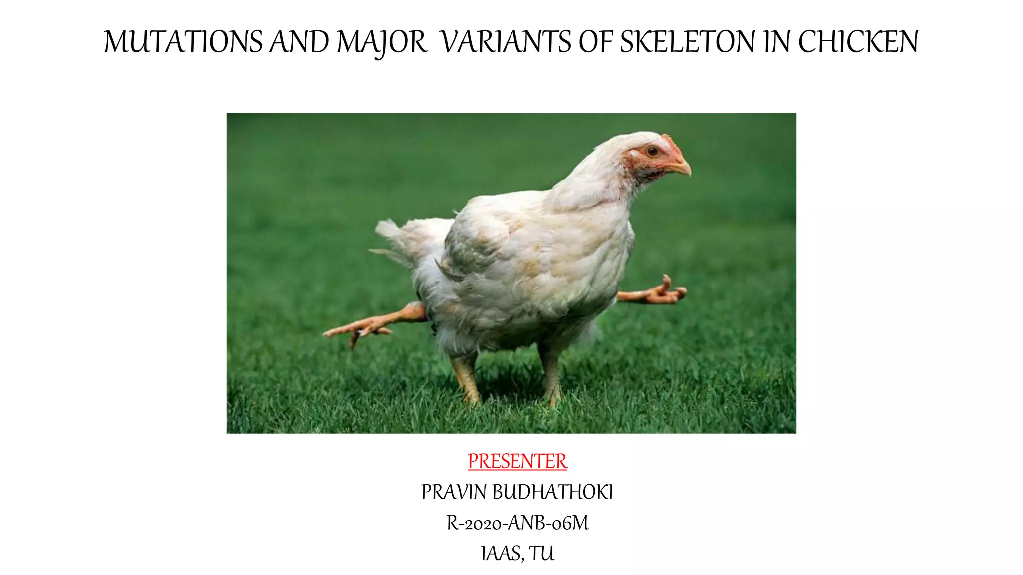 Mutations and major variants of skeleton in chicken | PPTX