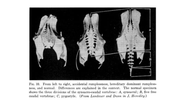Mutations and major variants of skeleton in chicken | PPT