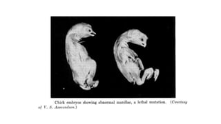 Mutations and major variants of skeleton in chicken | PPTX