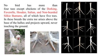 Mutations and major variants of skeleton in chicken | PPTX