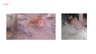 Mutations and major variants of skeleton in chicken | PPTX