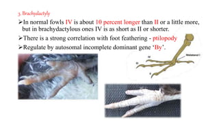 Mutations and major variants of skeleton in chicken | PPTX